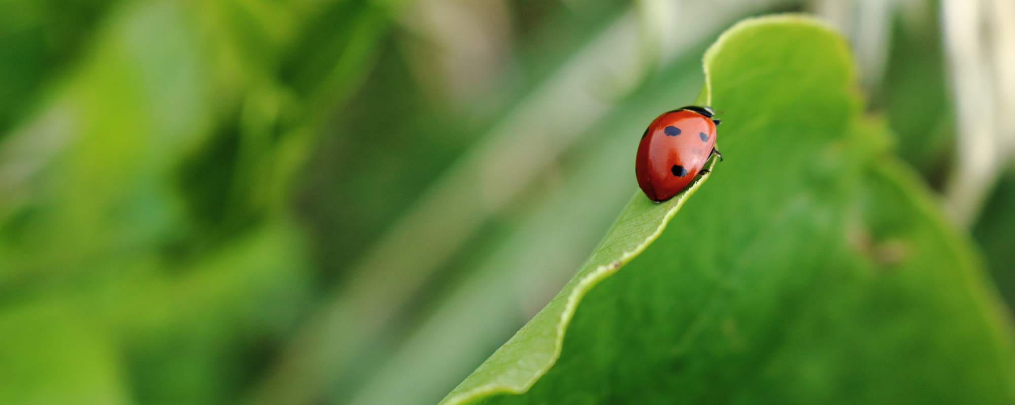 Checks all the boxes. - SOLASTA Bio